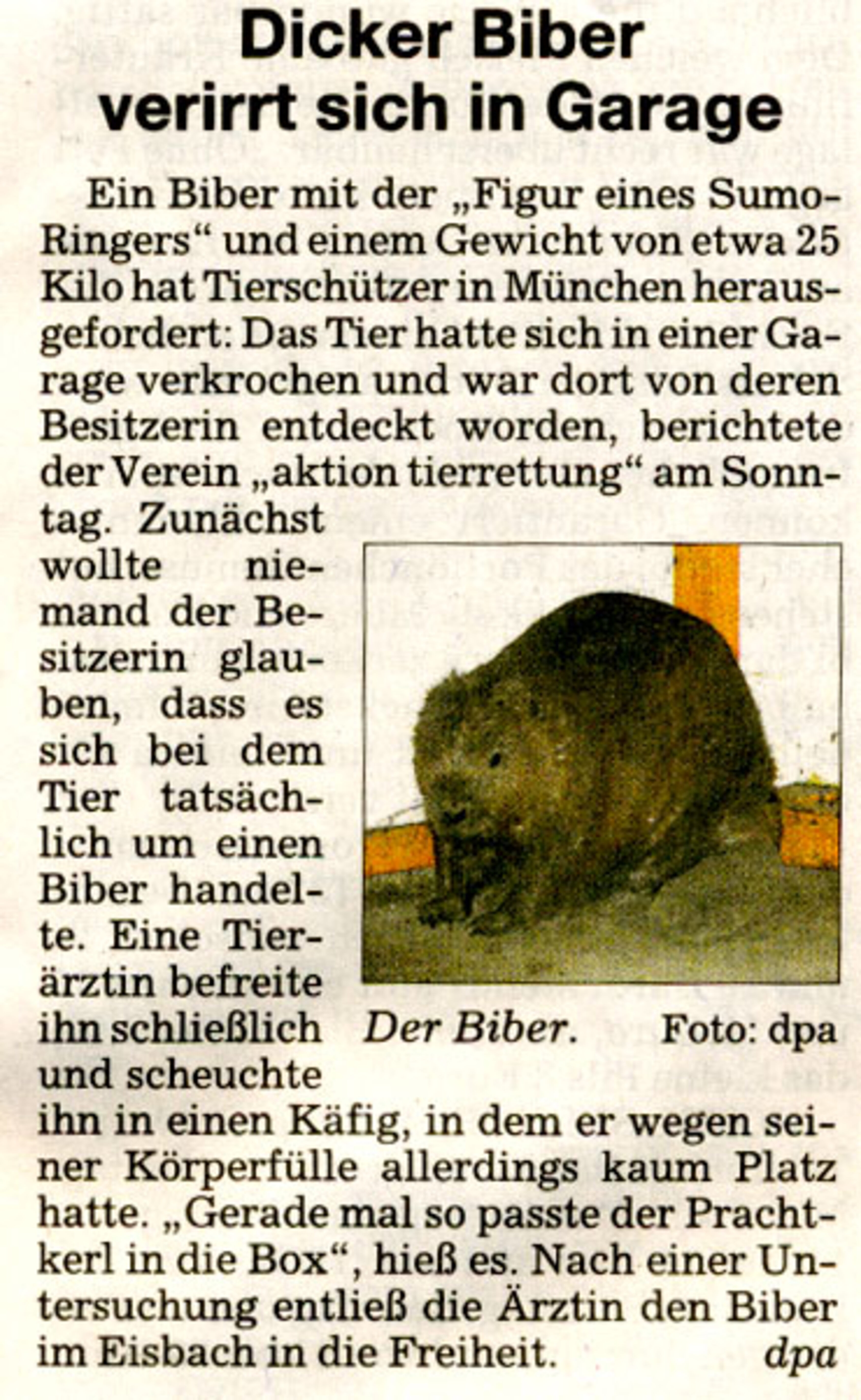 Dicker Biber verirrt sich in Garage - aktion tier – Tierrettung München